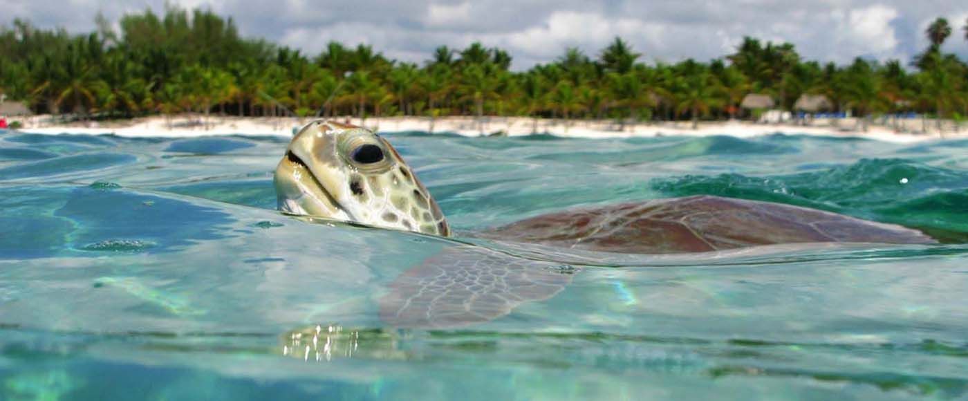 Tulum Turtles Tours we'll see turtles BEST PRICE $90 USD